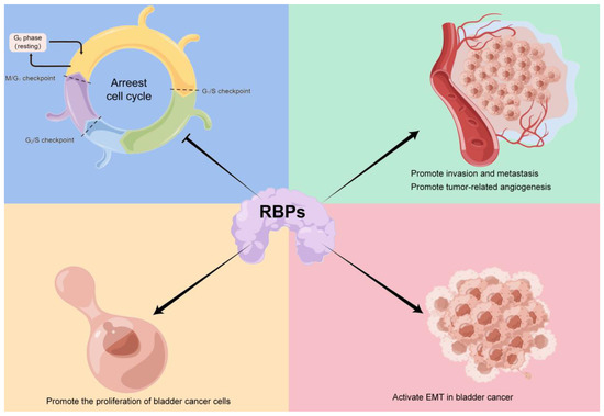 RNA-Binding Proteins in Bladder Cancer