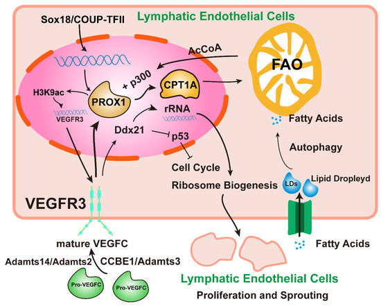 Current Status of Lymphangiogenesis: Molecular Mechanism, Immune ...