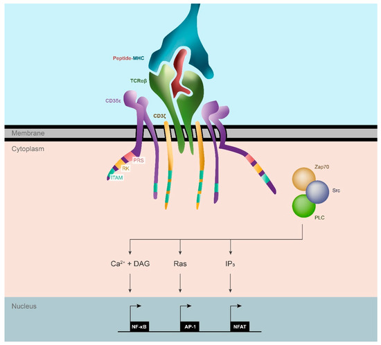 Cancers | Free Full-Text | Modulating T Cell Responses by Targeting CD3