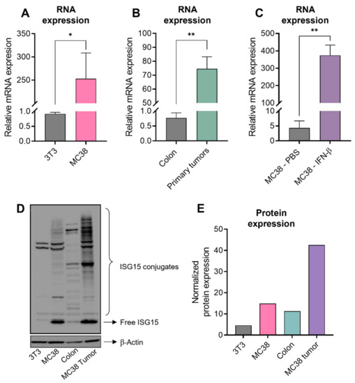 Cancers | Free Full-Text | Targeting Ubiquitin-like Protein, ISG15, as ...