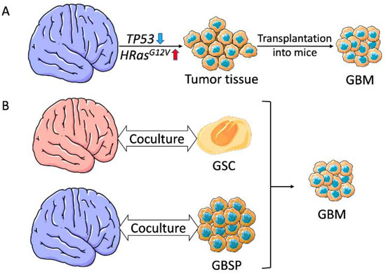 Modeling Human Brain Tumors and the Microenvironment Using Induced ...