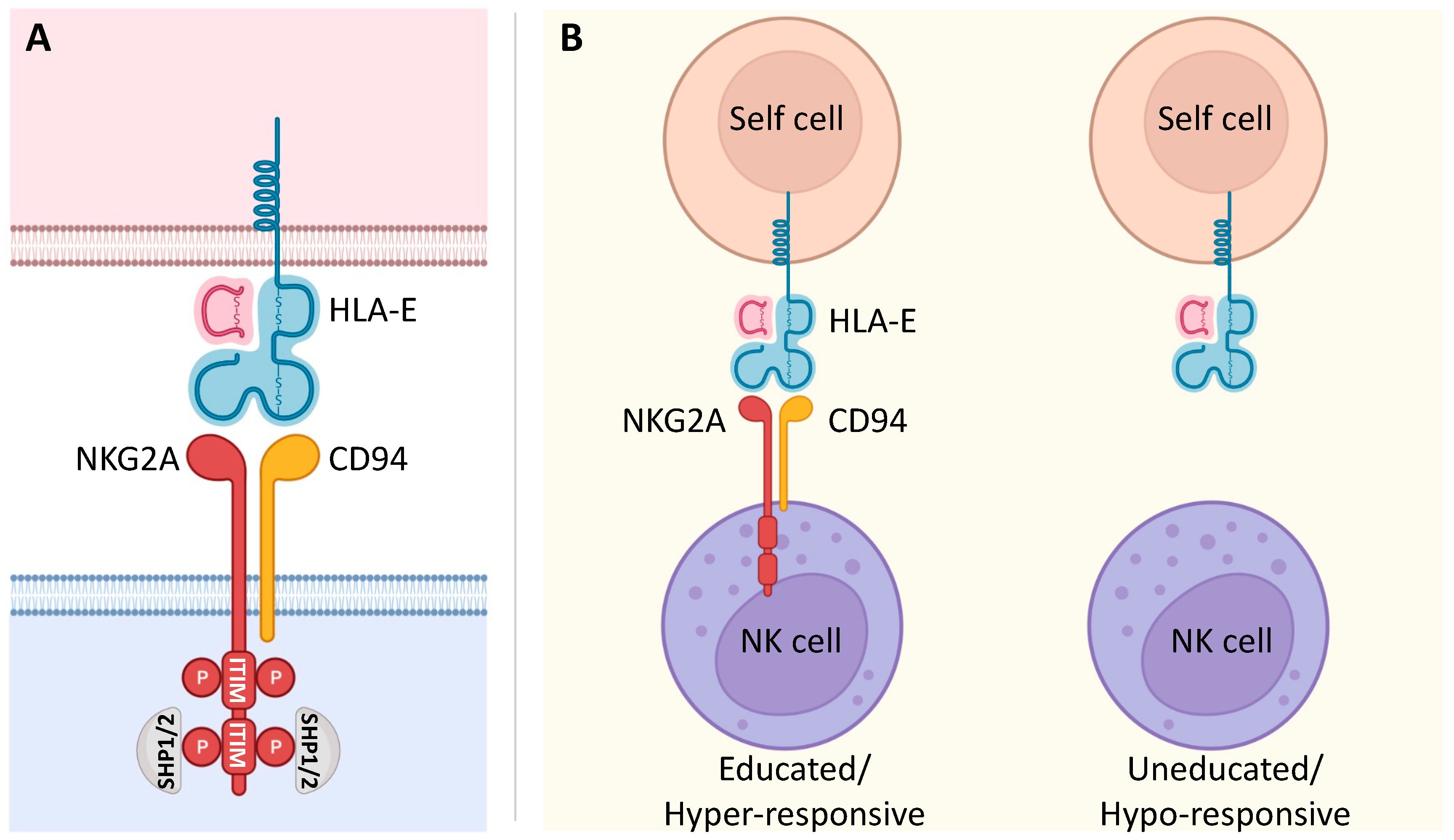 Intracellular Transport Of Hla E A Schematic Diagram Of The😷