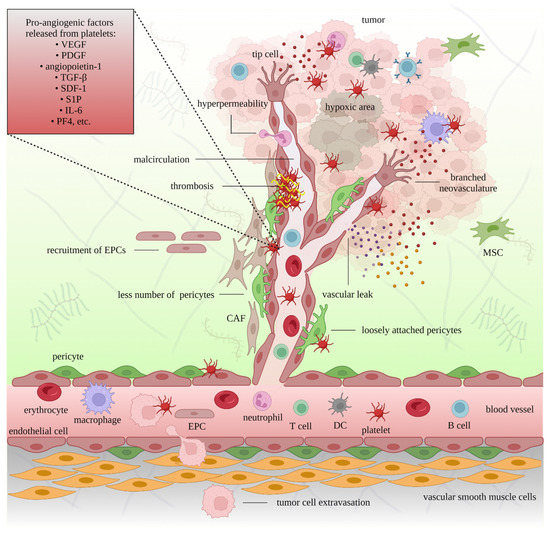 Interactions between Platelets and Tumor Microenvironment Components in ...