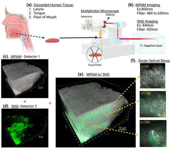 Label-Free Imaging and Histo-Optical Evaluation of Head and Neck ...