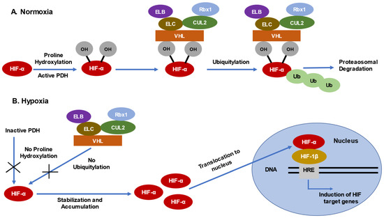 Downstream Targets of VHL/HIF-α Signaling in Renal Clear Cell Carcinoma ...
