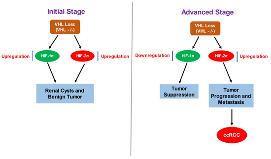 Downstream Targets of VHL/HIF-α Signaling in Renal Clear Cell Carcinoma ...