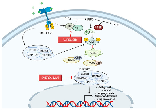 Targeted Therapy and Mechanisms of Drug Resistance in Breast Cancer