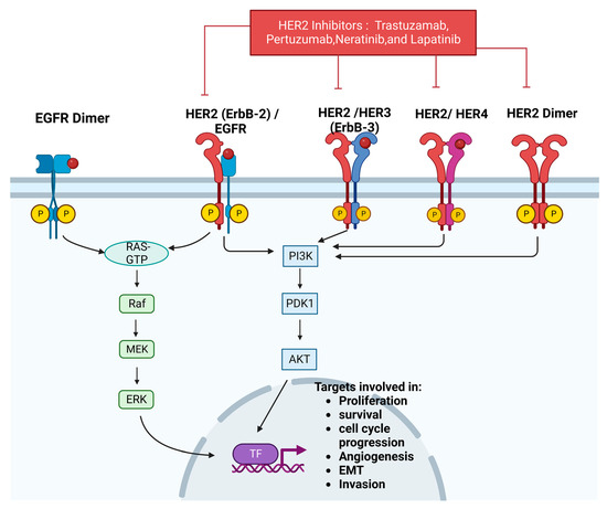 Targeted Therapy and Mechanisms of Drug Resistance in Breast Cancer
