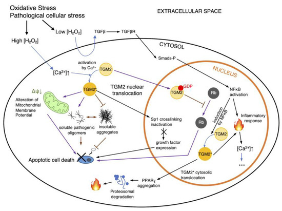 Implications of Transglutaminase-Mediated Protein Serotonylation in the ...