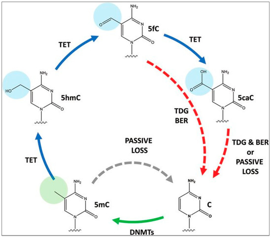 DNA Methylation and Histone Modification in Low-Grade Gliomas: Current ...