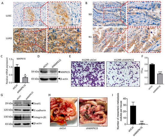 The Atypical MAP Kinase MAPK15 Is Required for Lung Adenocarcinoma ...