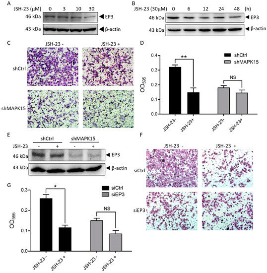 The Atypical MAP Kinase MAPK15 Is Required for Lung Adenocarcinoma ...