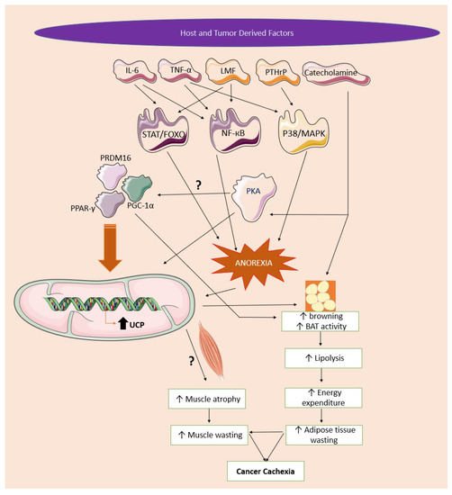 Unveiling the Role of the Proton Gateway, Uncoupling Proteins (UCPs ...