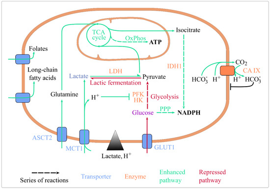 How Warburg-Associated Lactic Acidosis Rewires Cancer Cell Energy ...