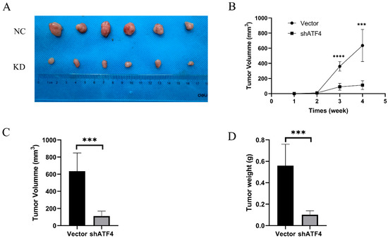 ATF4 Transcriptionally Activates SHH to Promote Proliferation, Invasion ...