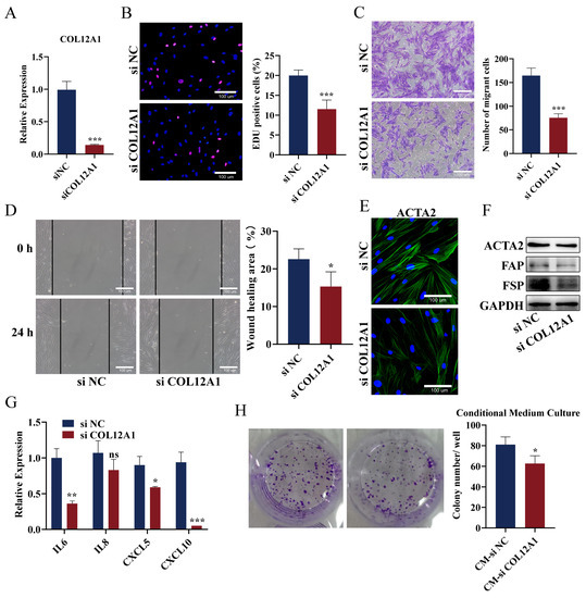 COL12A1 Acts as a Novel Prognosis Biomarker and Activates Cancer ...