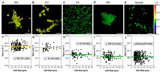 Cancers | Free Full-Text | Translational Potential of Fluorescence ...