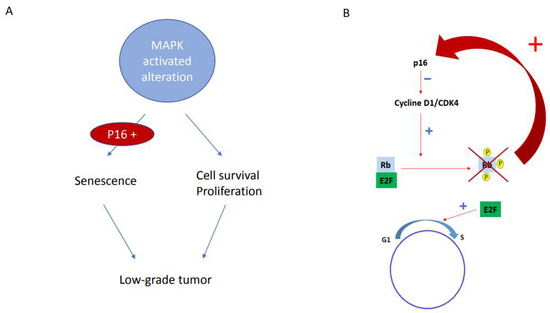 Cancers | Free Full-Text | p16 Immunohistochemical Expression as a ...