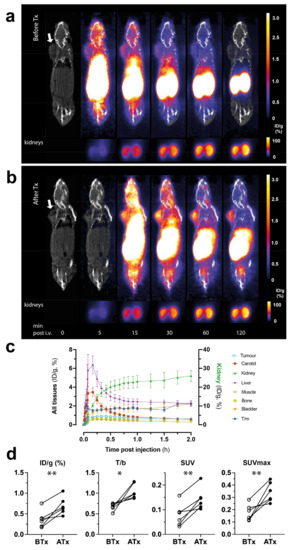 Preclinical PET Imaging of Tumor Cell Death following Therapy Using ...