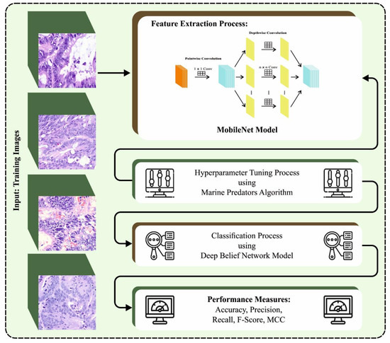 Leveraging Marine Predators Algorithm with Deep Learning for Lung and ...