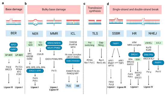 Cancers | Free Full-Text | DNA Repair Deficiency Regulates Immunity ...