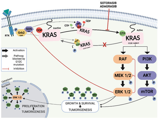 Treatment Strategies for KRAS-Mutated Non-Small-Cell Lung Cancer