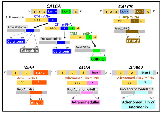 Peptidergic Systems and Cancer: Focus on Tachykinin and Calcitonin ...