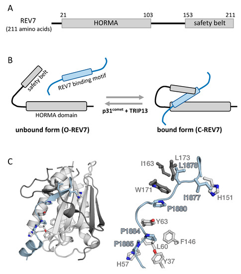 REV7 in Cancer Biology and Management