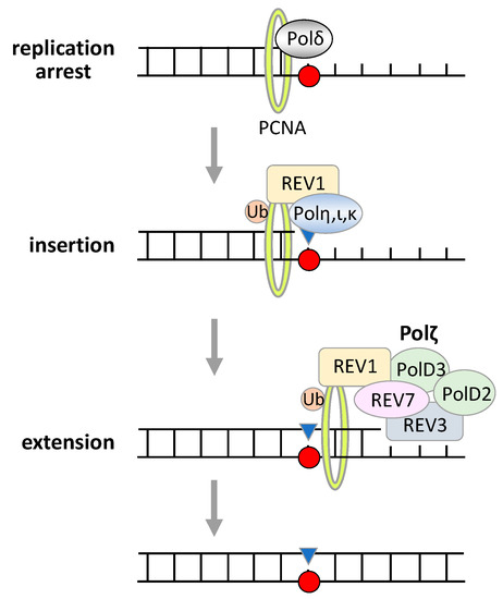 REV7 in Cancer Biology and Management