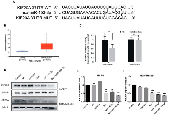 Cancers | Free Full-Text | Mir-153-3p Modulates the Breast Cancer Cells ...