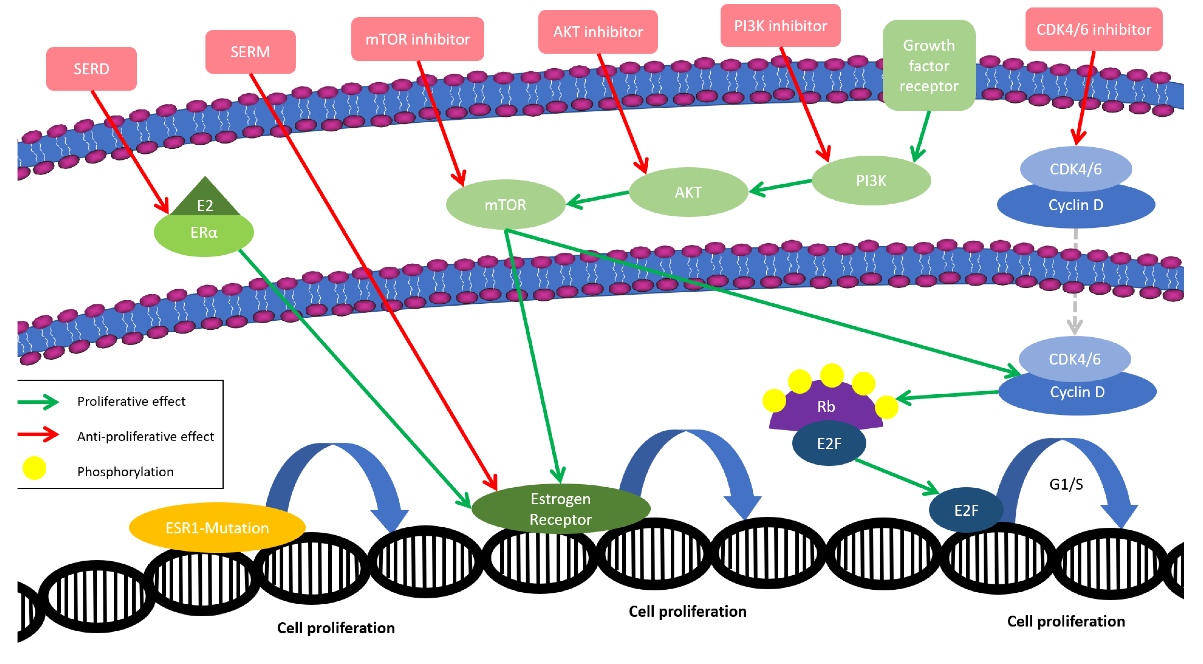 Cdk4 6 Inhibitors—overcoming Endocrine Resistance Is The Standard In