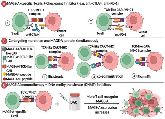 The Melanoma-Associated Antigen Family A (MAGE-A): A Promising Target ...
