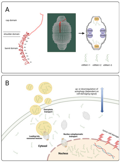 The Vault Complex Is Significantly Involved in Therapeutic ...