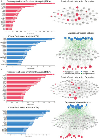 Deregulated Gene Expression Profiles and Regulatory Networks in Adult and Pediatric RUNX1 ...
