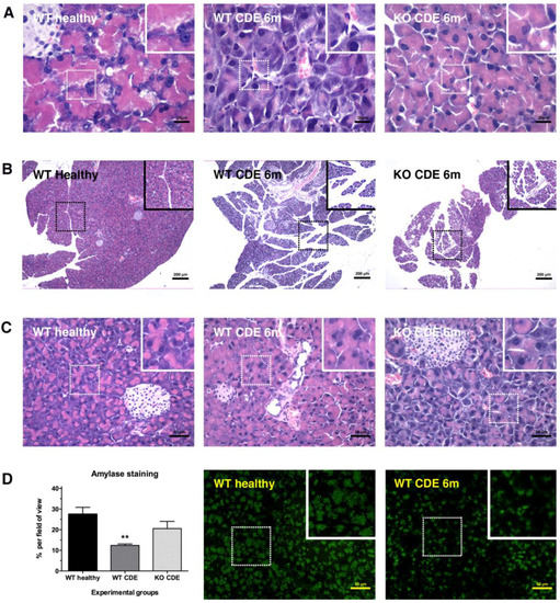 TWEAK/Fn14 Signalling Regulates the Tissue Microenvironment in Chronic ...