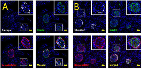 TWEAK/Fn14 Signalling Regulates the Tissue Microenvironment in Chronic ...