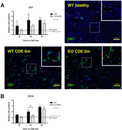 TWEAK/Fn14 Signalling Regulates the Tissue Microenvironment in Chronic ...