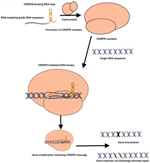 The Potential Revolution of Cancer Treatment with CRISPR Technology
