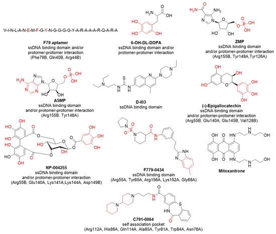 Novel Insights into RAD52’s Structure, Function, and Druggability for ...