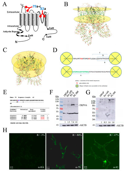 Cancers | Free Full-Text | TRPV6 Calcium Channel Targeting by ...