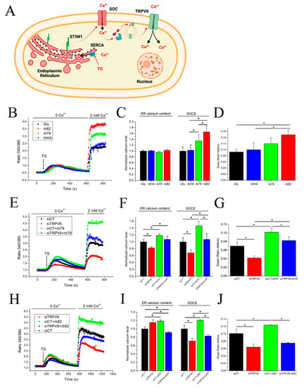 Cancers | Free Full-Text | TRPV6 Calcium Channel Targeting by ...
