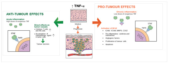 Tumour Necrosis Factor Alpha (TNF-α) and Oral Squamous Cell Carcinoma