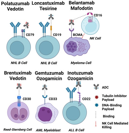 Cancers | Free Full-Text | Target Antigen Attributes and Their ...