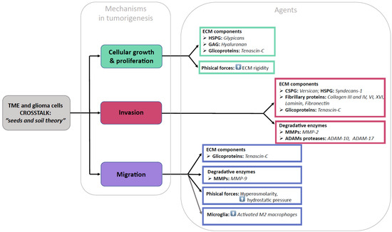 The Extracellular Matrix in Glioblastomas: A Glance at Its Structural ...
