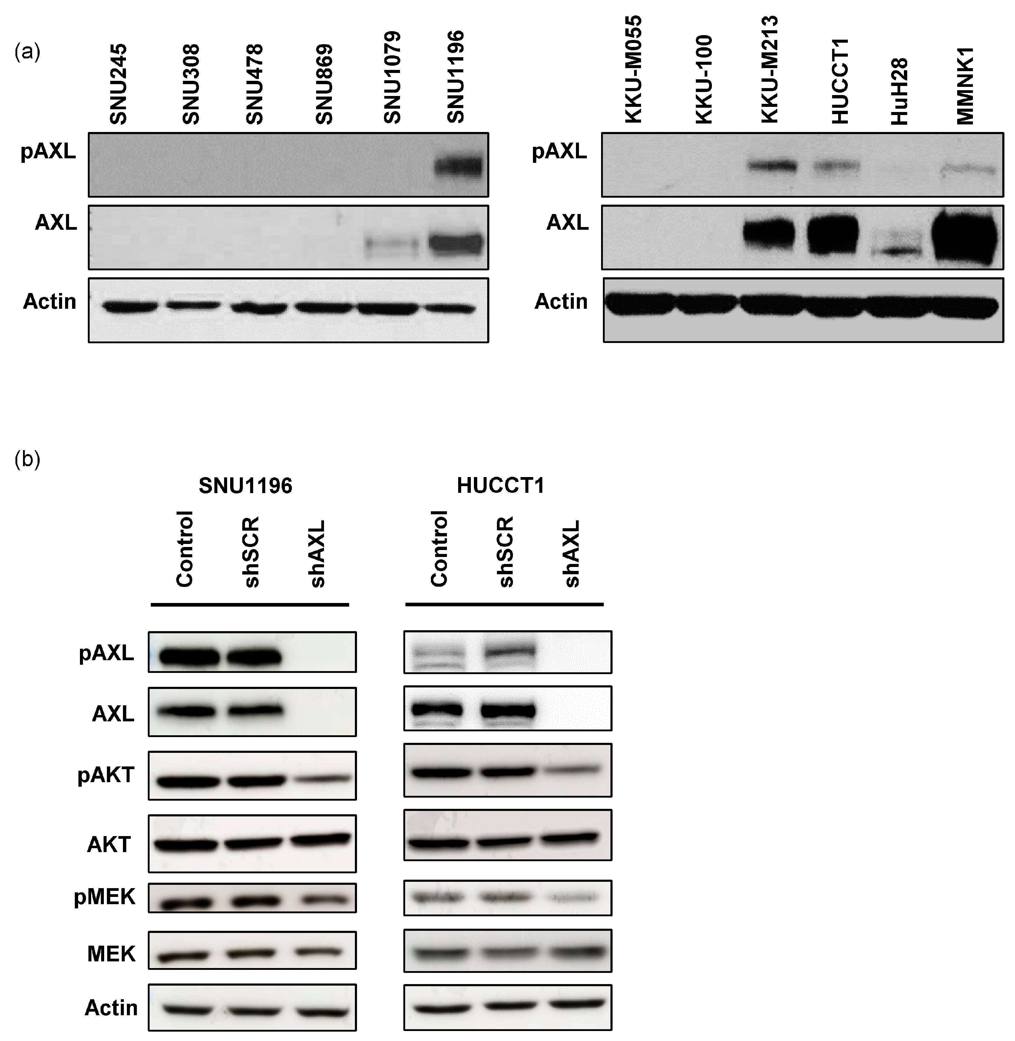 Cancers Free Full Text Targeting Axl Using The Avb 500 Soluble