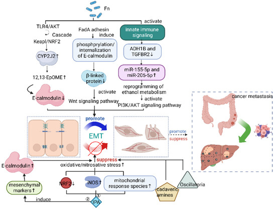 Cancers | Free Full-Text | Current Understanding of Microbiomes in ...