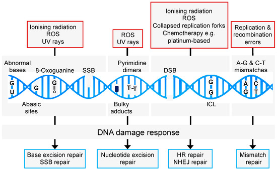 DNA Repair and Therapeutic Strategies in Cancer Stem Cells