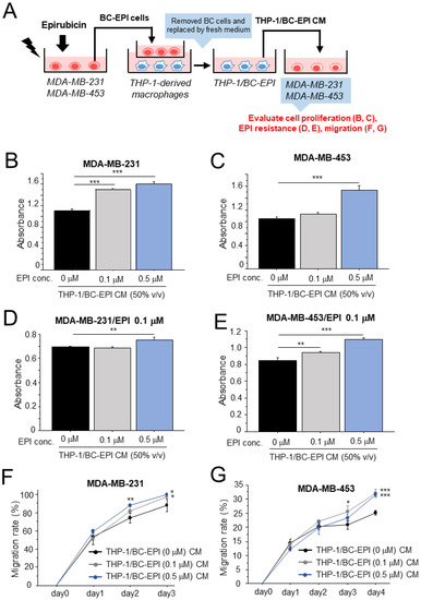 The Pro-Tumorigenic Role of Chemotherapy-Induced Extracellular HSP70 ...