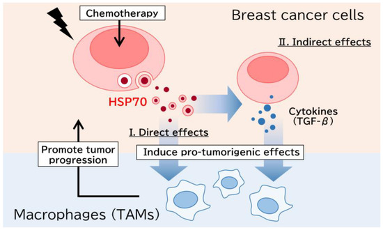 The Pro-Tumorigenic Role of Chemotherapy-Induced Extracellular HSP70 from Breast Cancer Cells ...