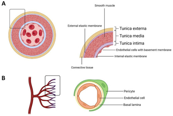 Cancers | Free Full-Text | Role of Endothelial Cell Metabolism in ...